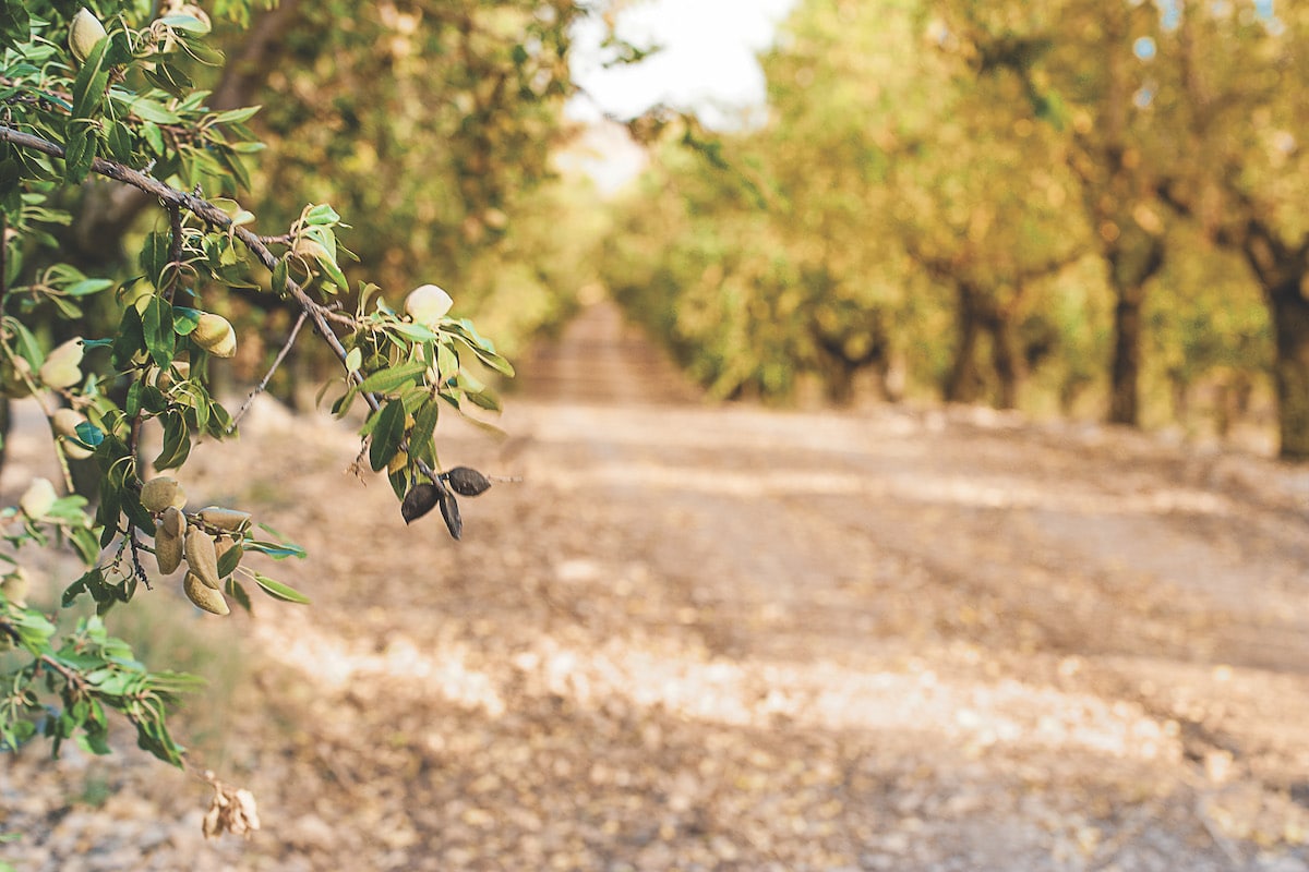 Australian almond sales reach record high - Food & Beverage Industry News
