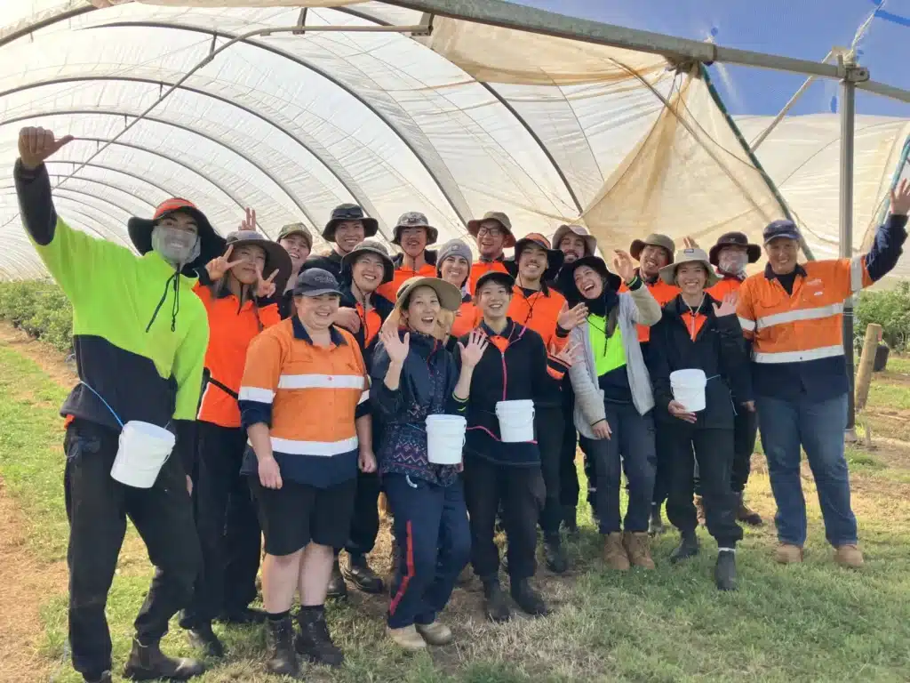 Berry harvest kicks off in Tasmania - Food & Beverage Industry News