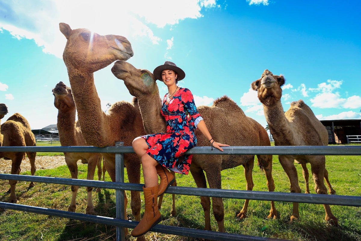 Summer Land Camels strikes gold at cheese and dairy show - Food ...