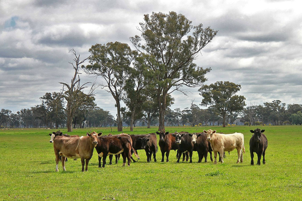 Once-in-generation opportunity to shape Australian beef industry - Food ...