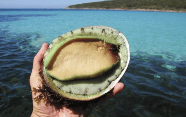Sustainable production drives Australian abalone export success