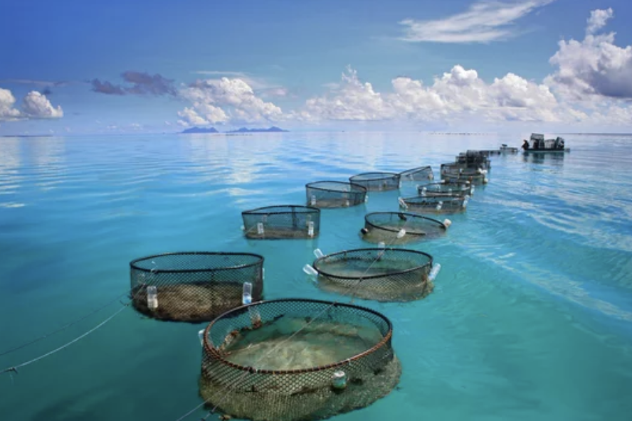 Aquaculture lifts seafood value to $3.63 billion in 2022–23