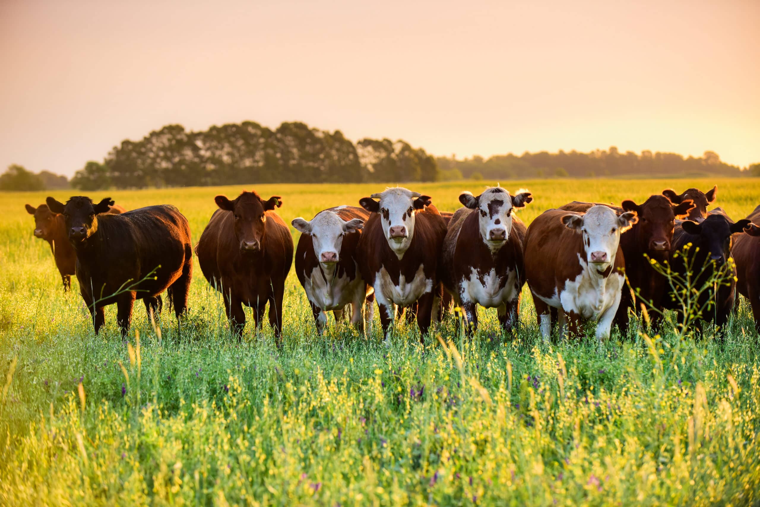 QUT awarded US$4M to enhance food security in Africa and India - Food ...