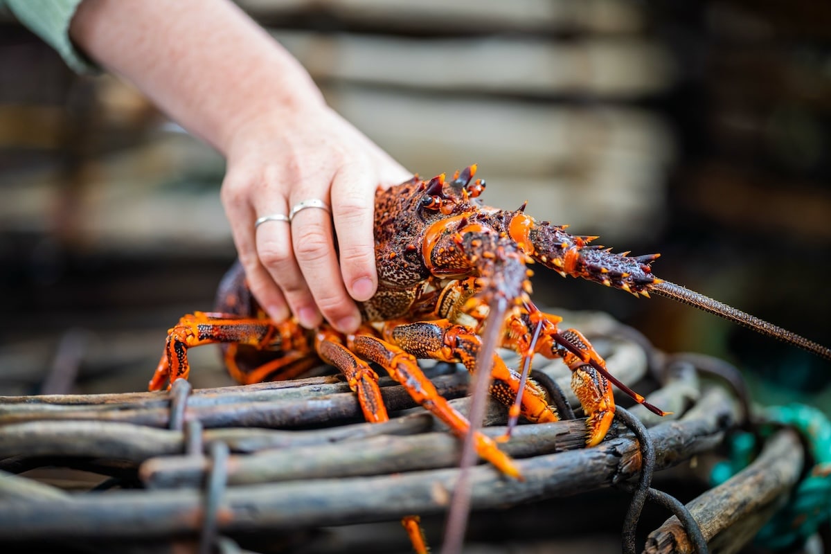 Event unveils sustainable future of TAS seafood industry - Food ...