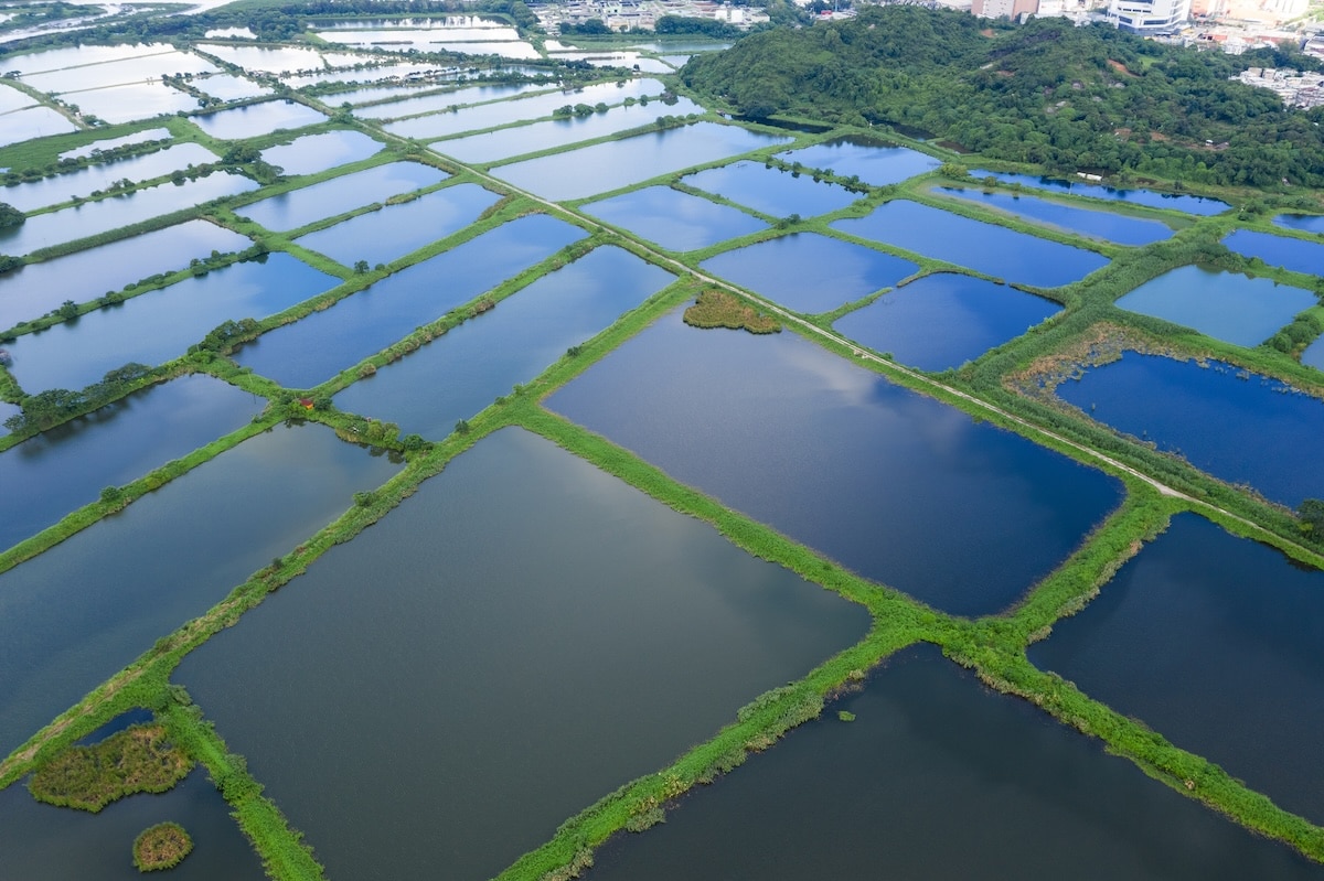 New facilities boost Victoria’s native fish production - Food ...