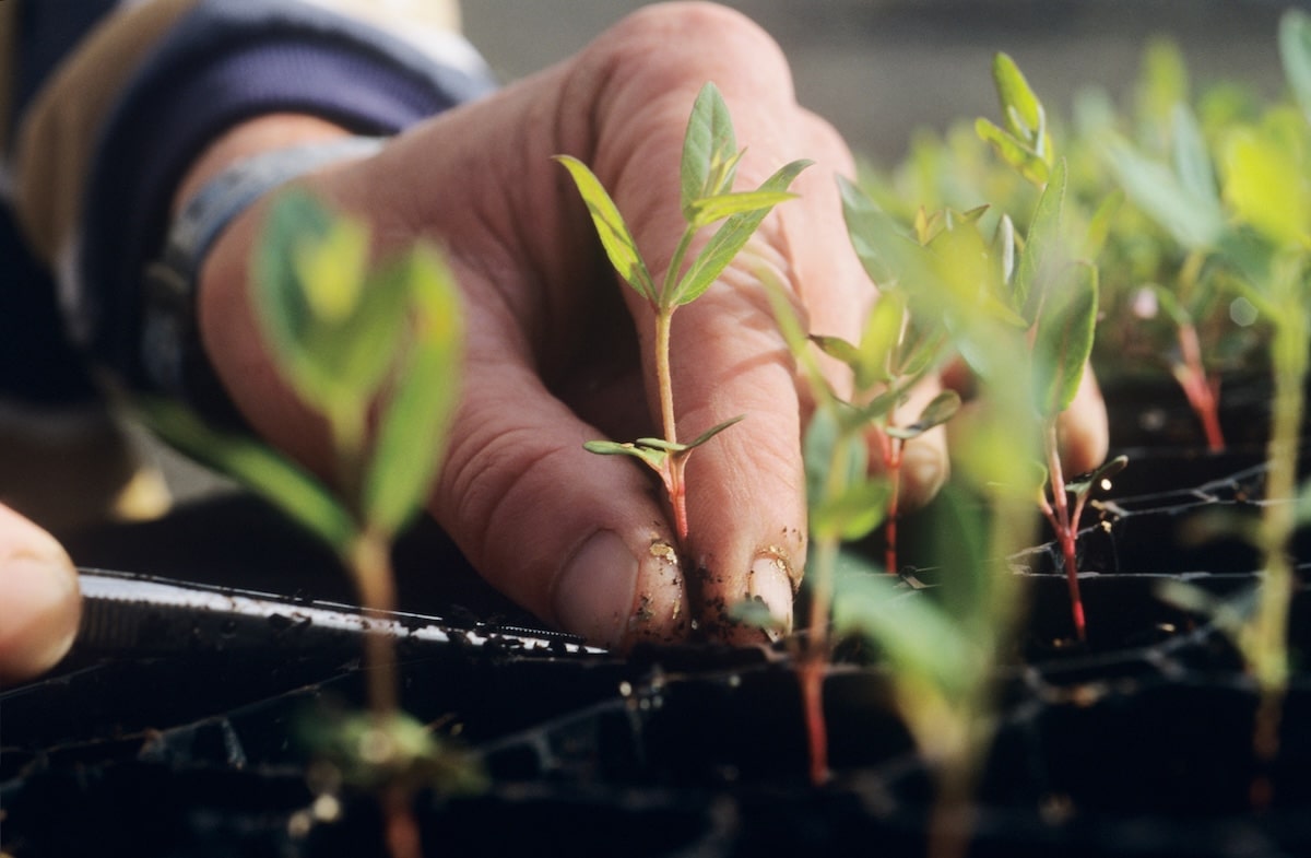 Independent review to assess fairness in horticulture trading - Food ...