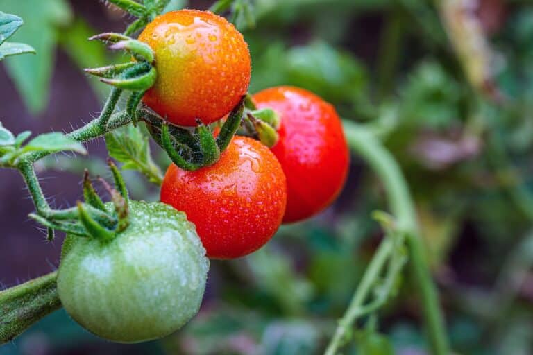 New traceability grants to support agricultural trade - Food & Beverage ...